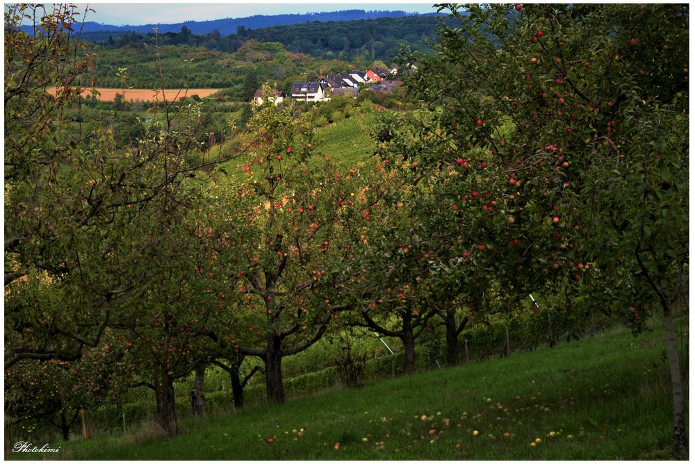 Blick über die Apfelplantage Foto & Bild | landschaft, projekte ...
