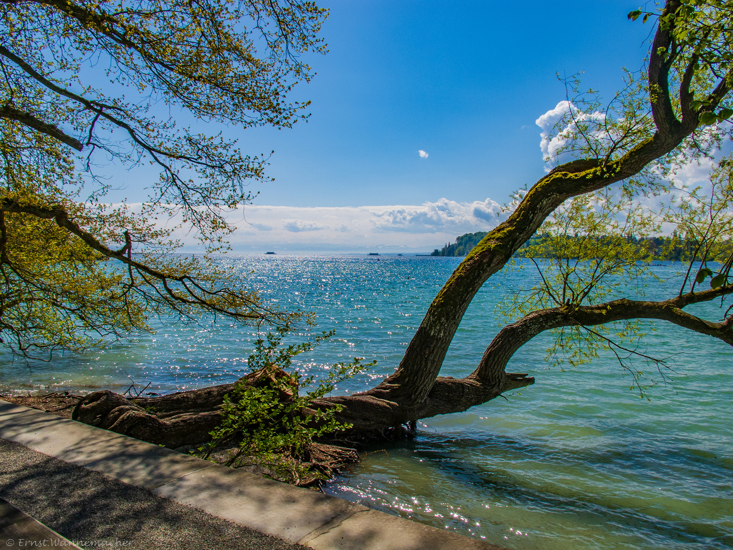 Blick von der Insel Mainau auf den Bodensee Foto & Bild | deutschland ...