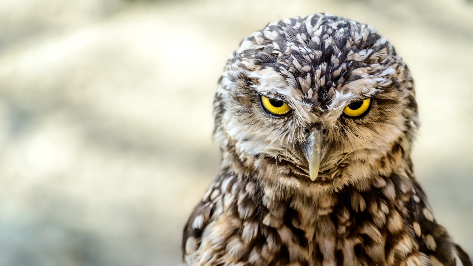 Blicke Foto & Bild | tiere, zoo, wildpark & falknerei, vögel Bilder auf ...