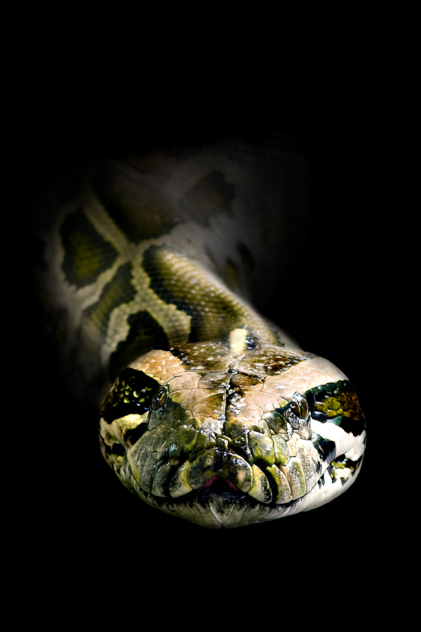 Blickkontakt -** Foto & Bild | bearbeitungs - techniken, filtertechniken, tiere Bilder auf ...