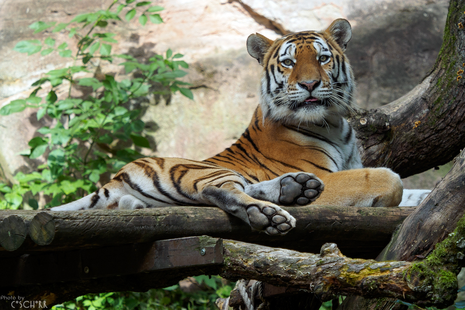 Blickkontakt Foto & Bild | natur, zoo, tiger Bilder auf fotocommunity