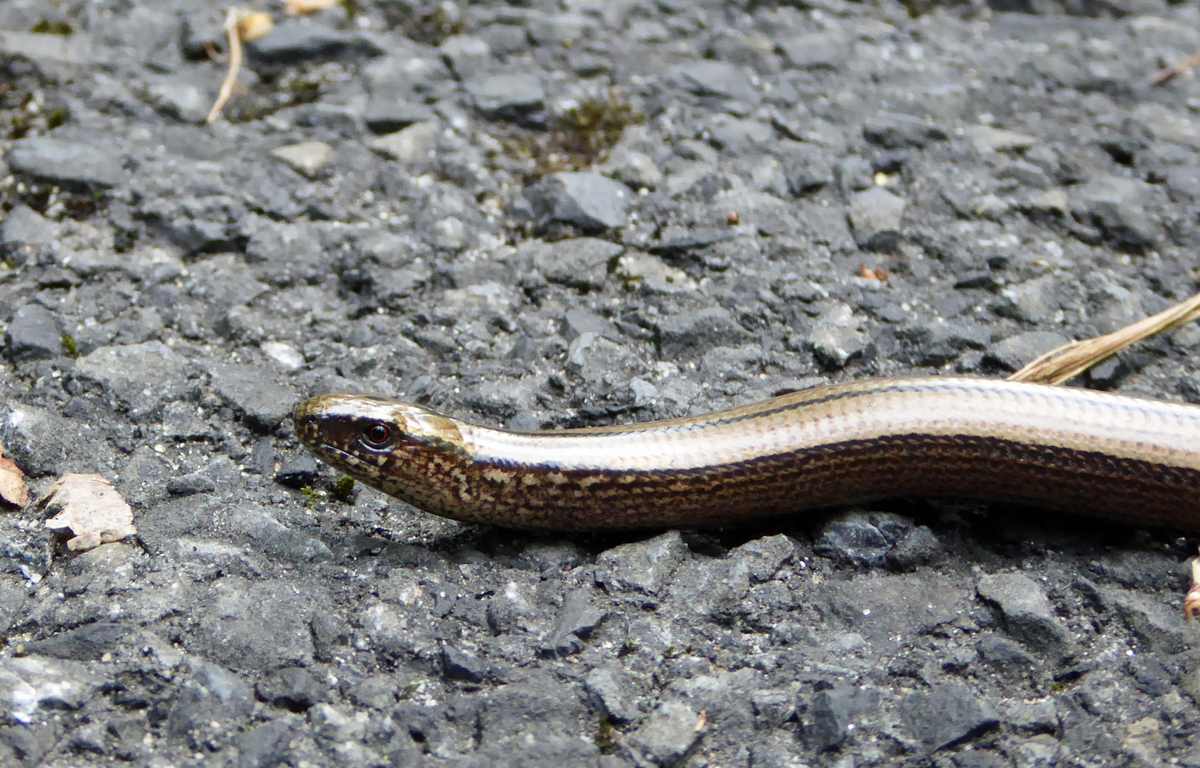 Blindschleiche Foto & Bild | tiere, wildlife, amphibien & reptilien ...