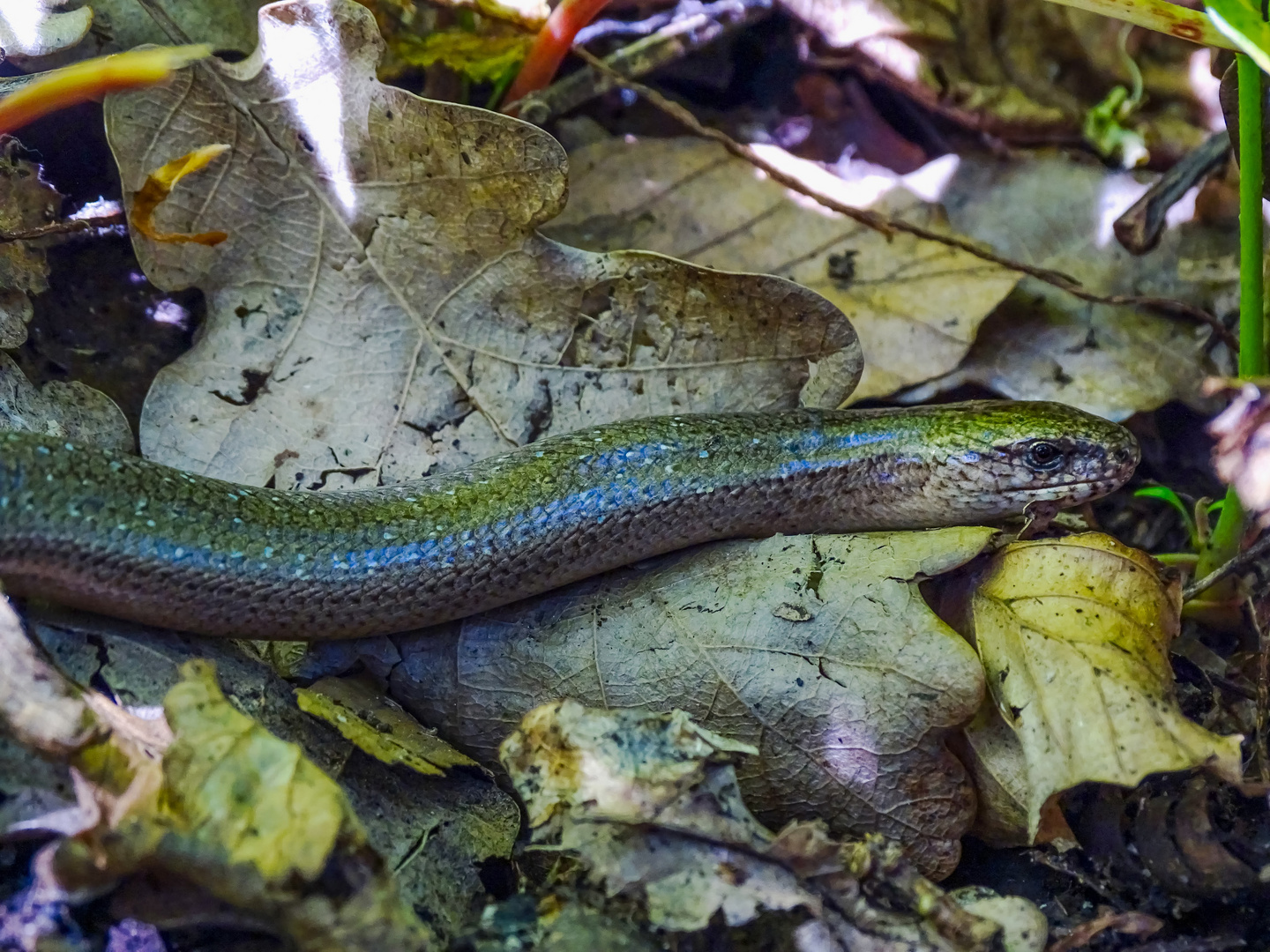 Blindschleiche Foto & Bild | tiere, wildlife, amphibien & reptilien ...