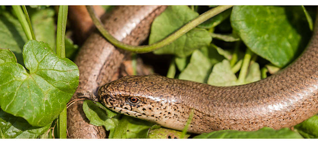 Blindschleiche Foto & Bild | tiere, wildlife, amphibien & reptilien ...