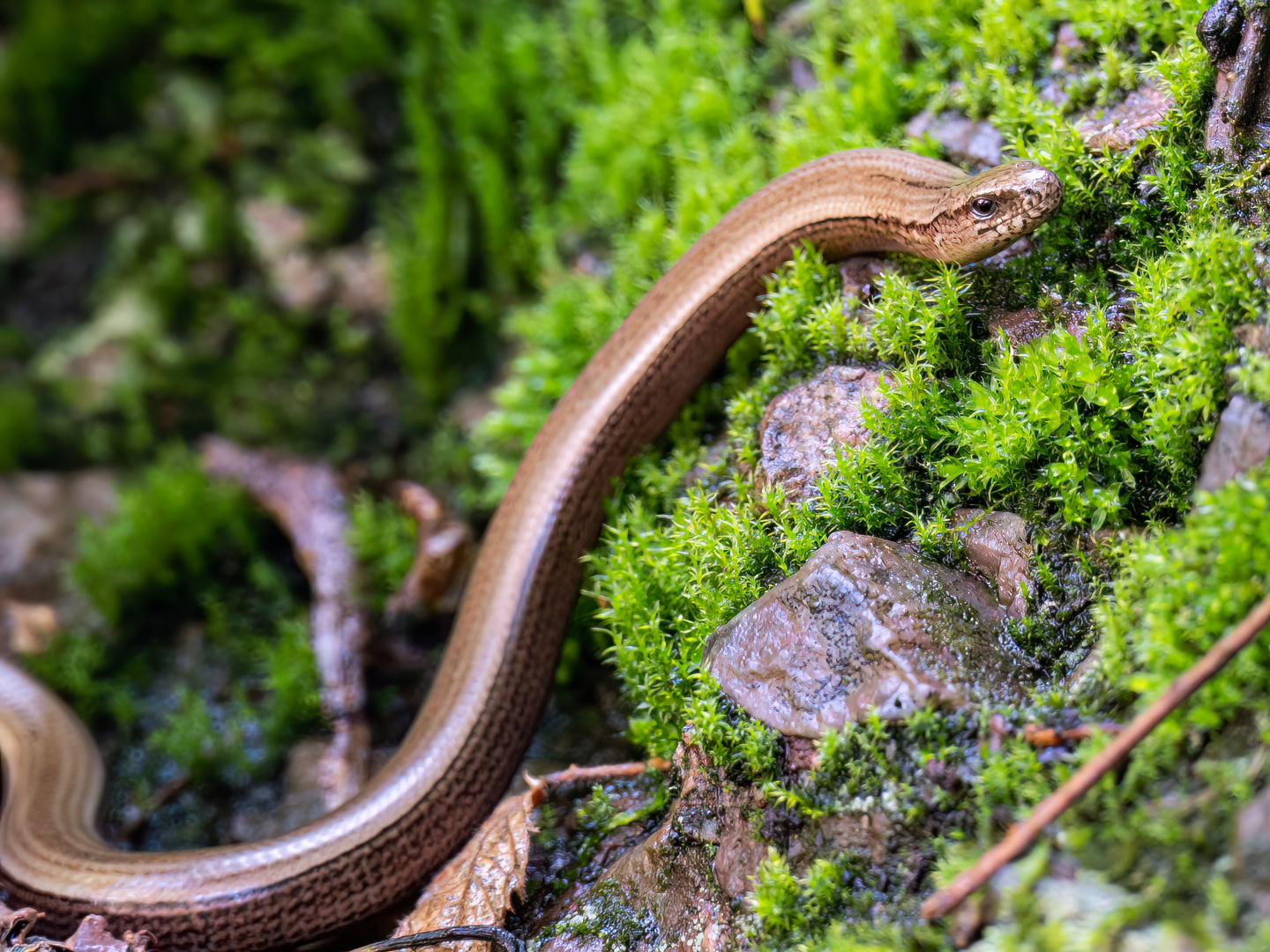 Blindschleiche Foto & Bild | tiere, wildlife, amphibien & reptilien ...