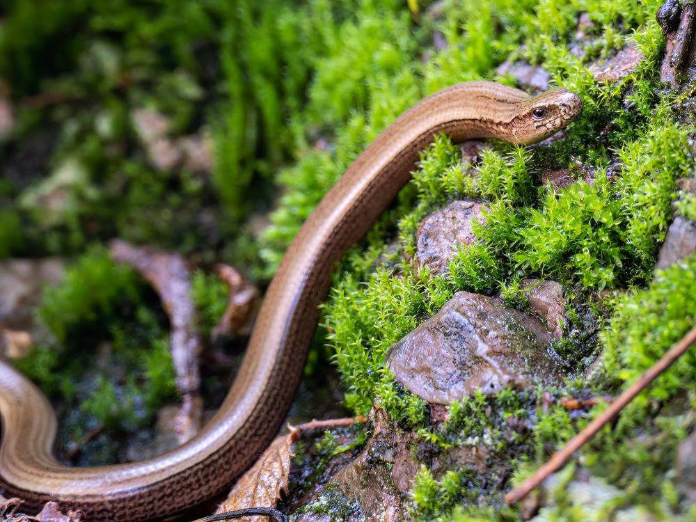 Blindschleiche Foto & Bild | tiere, wildlife, amphibien & reptilien ...