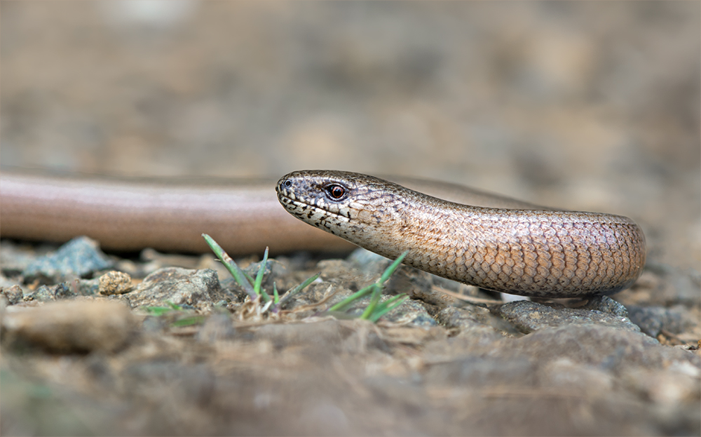 Blindschleiche Foto & Bild | natur, tiere, wildlife Bilder auf ...