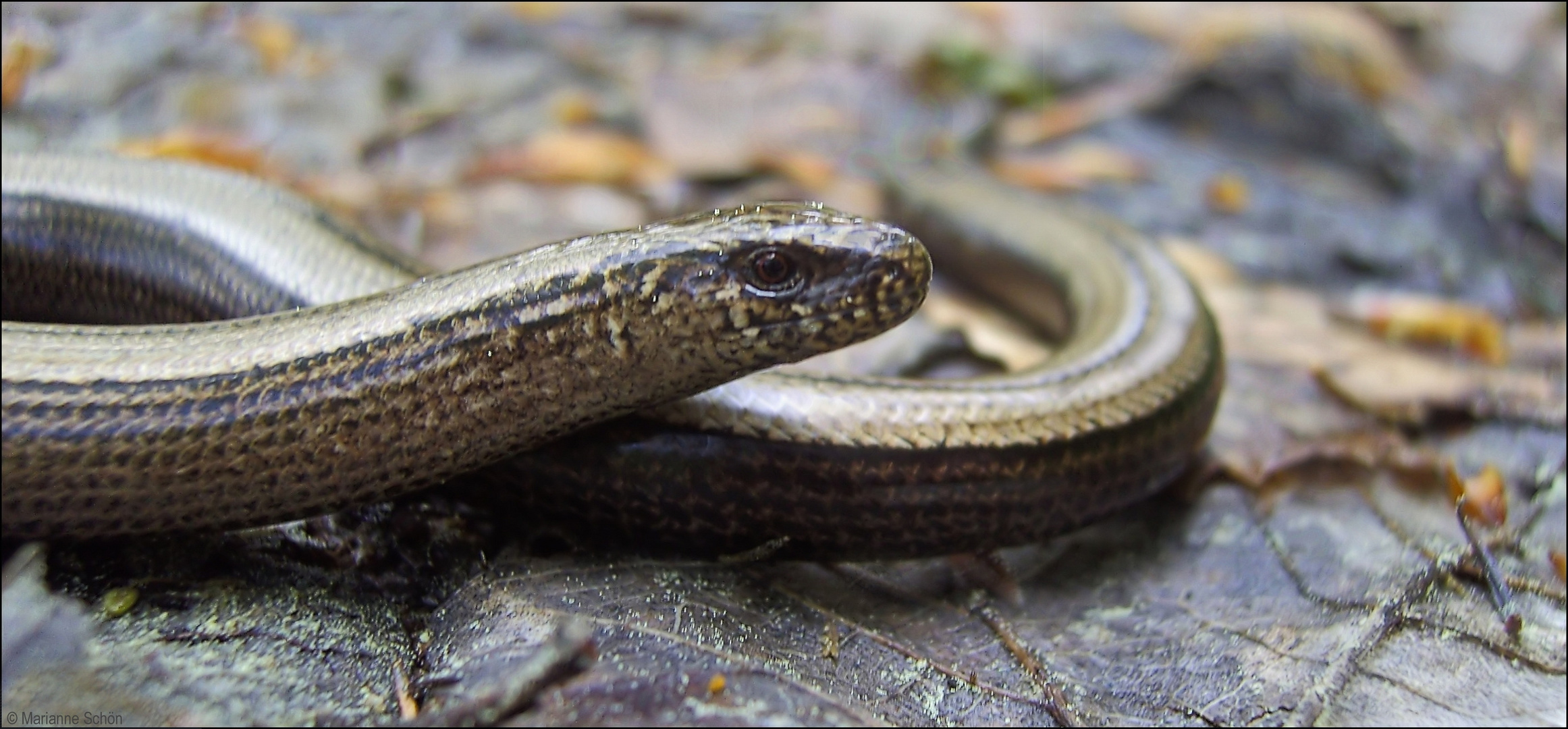*Blindschleiche* Foto & Bild | natur, tiere, wildlife Bilder auf ...