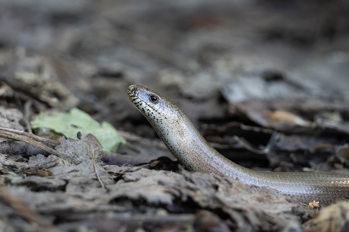 Blindschleiche Foto & Bild | natur, tiere, wildlife Bilder auf ...
