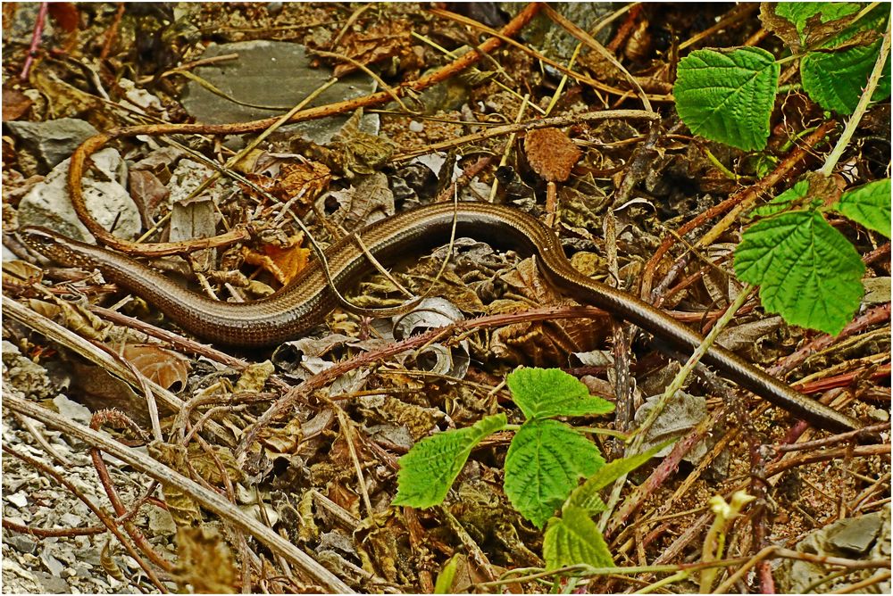 Blindschleiche Foto & Bild | tiere, wildlife, amphibien & reptilien ...