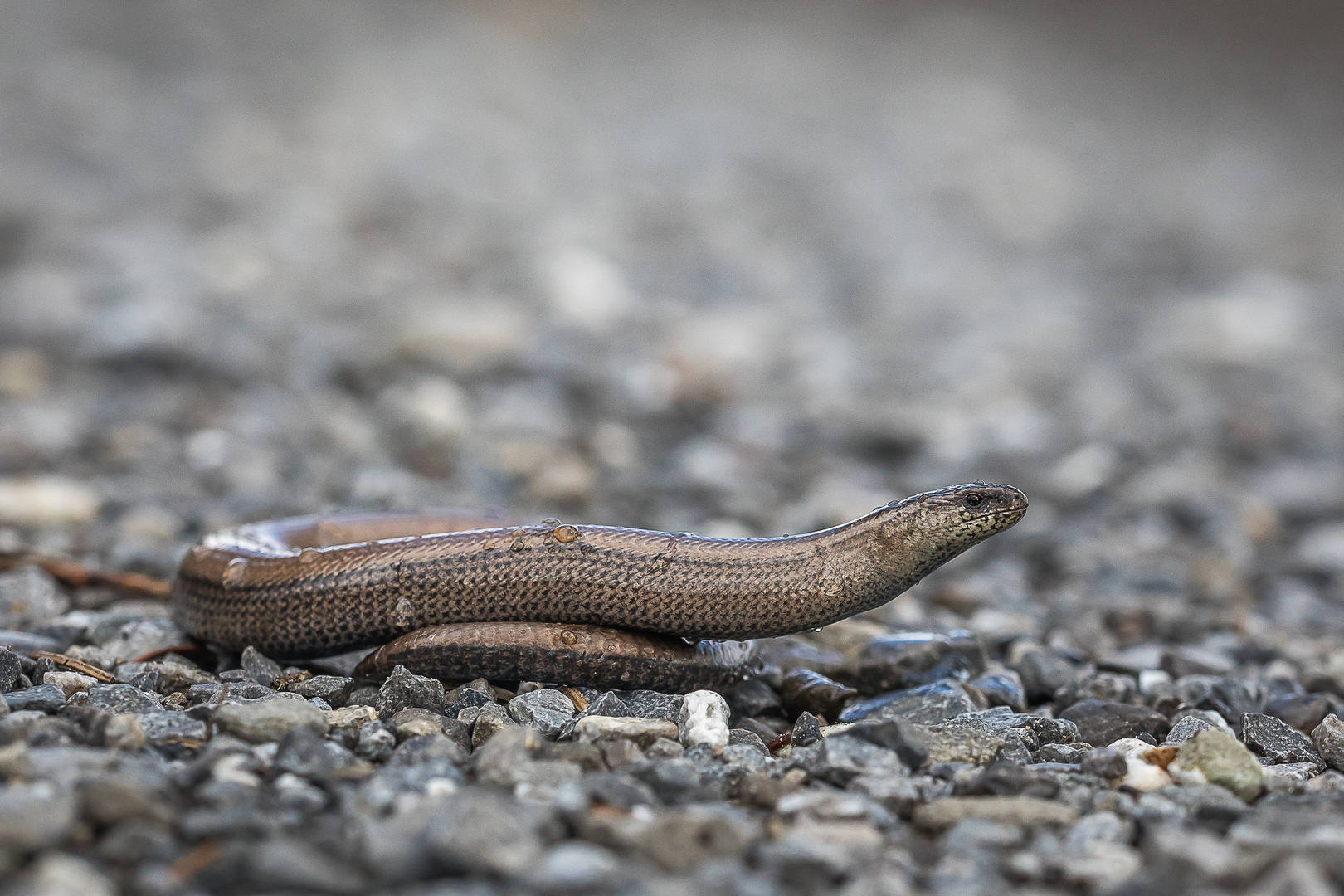 Blindschleiche Foto & Bild | tiere, wildlife, amphibien & reptilien ...