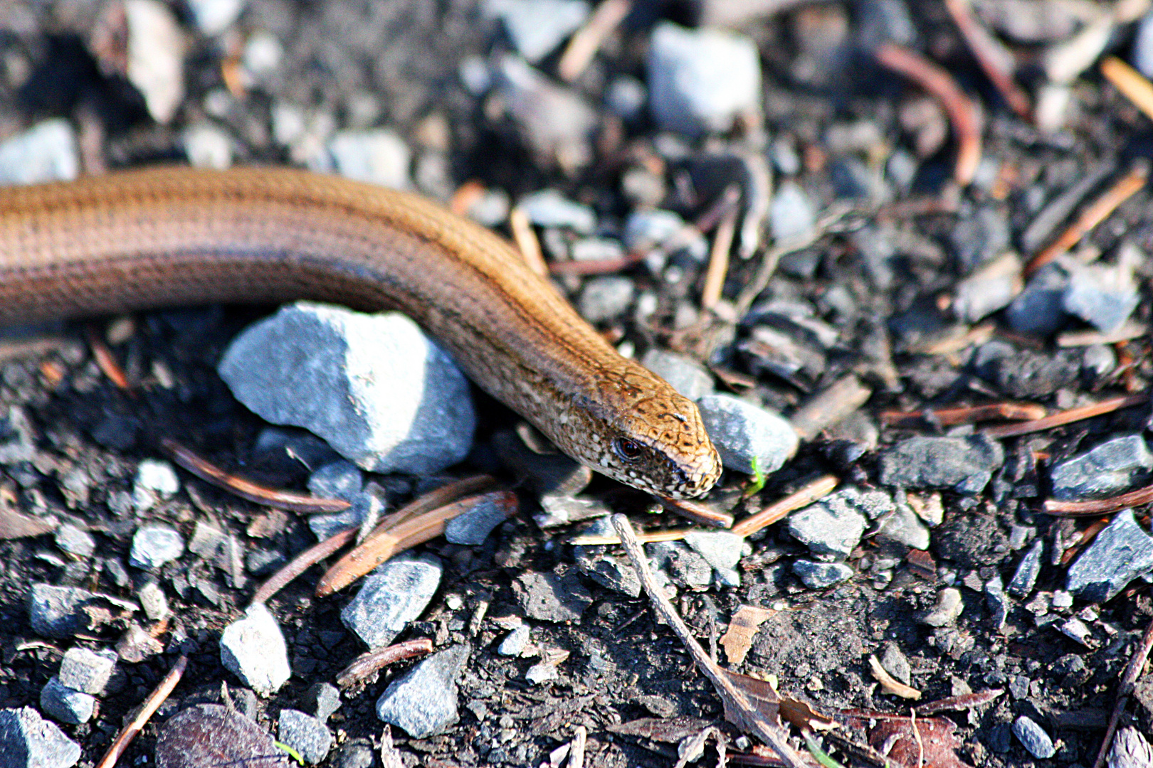 Blindschleiche (Anguis fragilis) Foto & Bild | tiere, wildlife ...