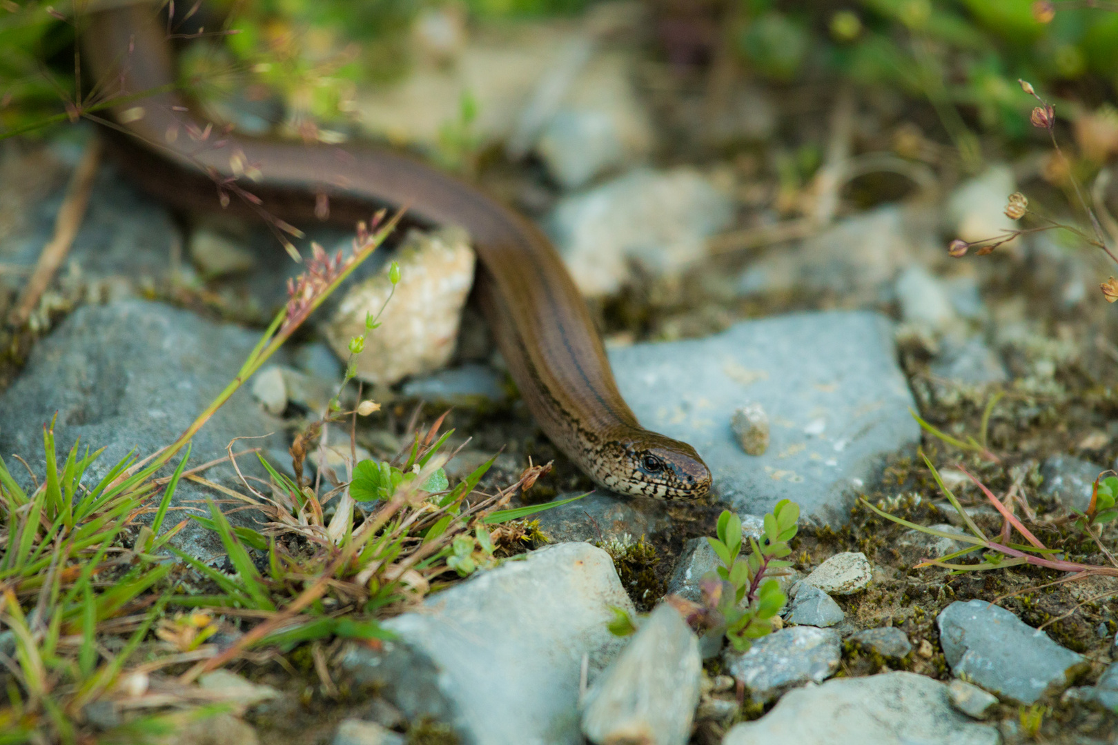 Blindschleiche Foto & Bild | tiere, wildlife, amphibien & reptilien ...