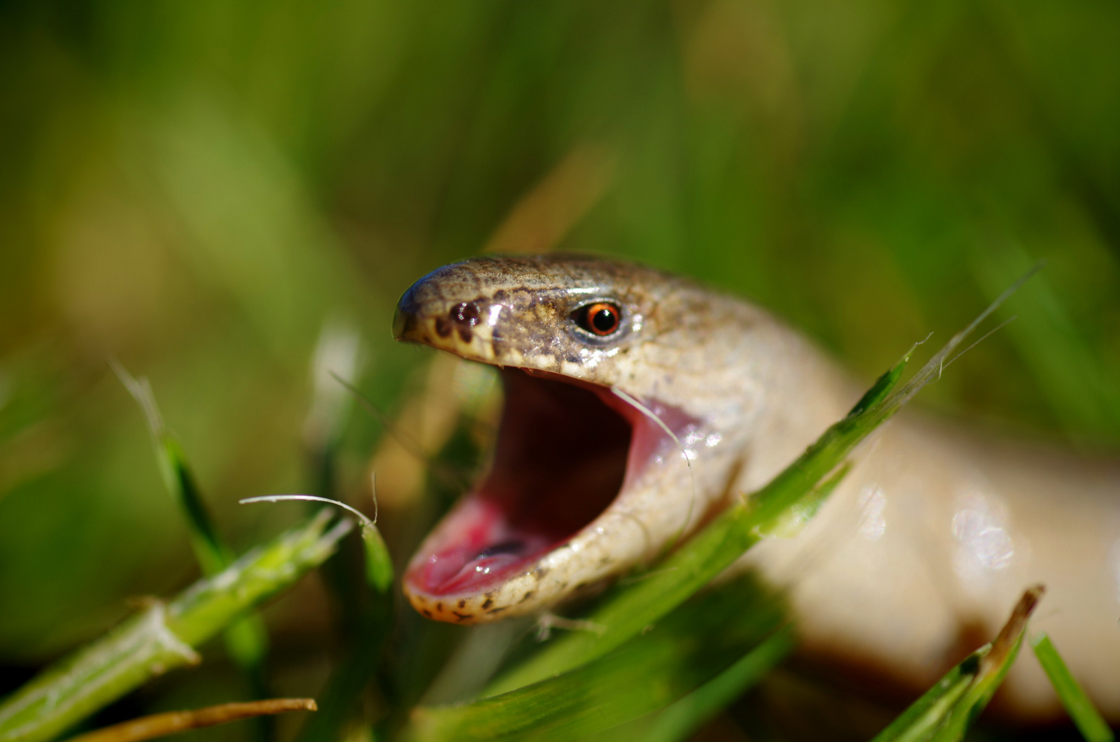 Blindschleiche Foto & Bild | tiere, wildlife, amphibien & reptilien ...