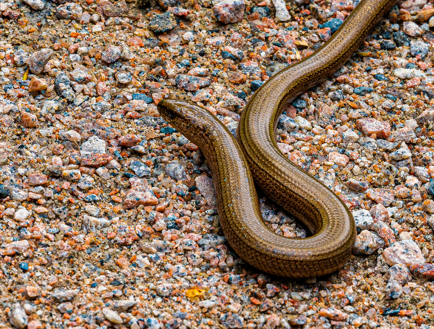 Blindschleiche Foto & Bild | tiere, wildlife, amphibien & reptilien ...