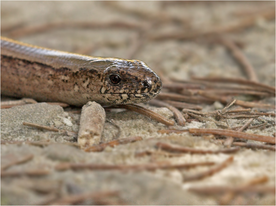 Blindschleiche Foto & Bild | tiere, wildlife, amphibien & reptilien ...