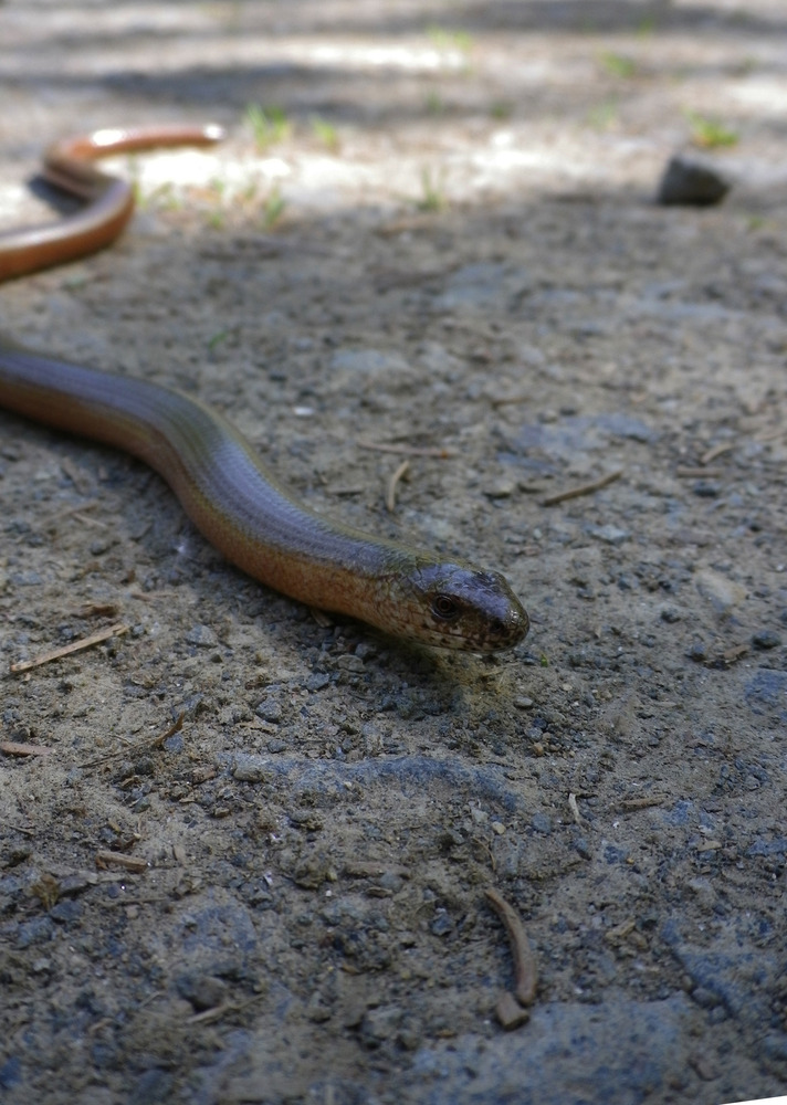 Blindschleiche Foto & Bild | natur, tiere, wildlife Bilder auf ...