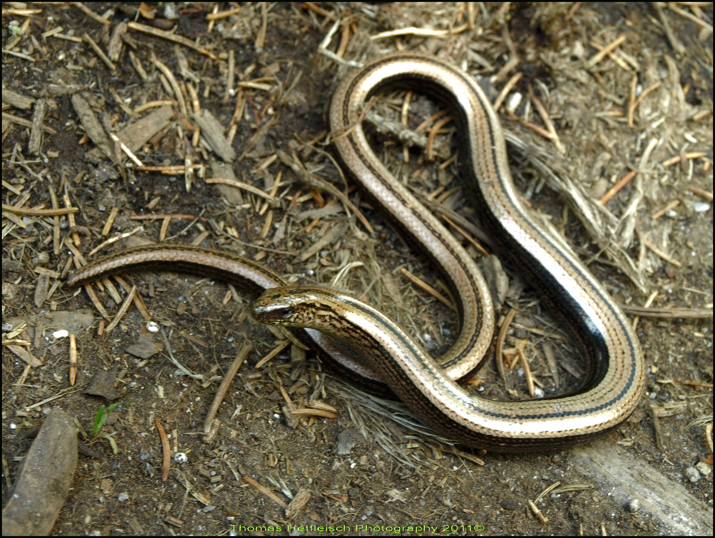 Blindschleiche im Moor! Foto & Bild | tiere, wildlife, amphibien ...