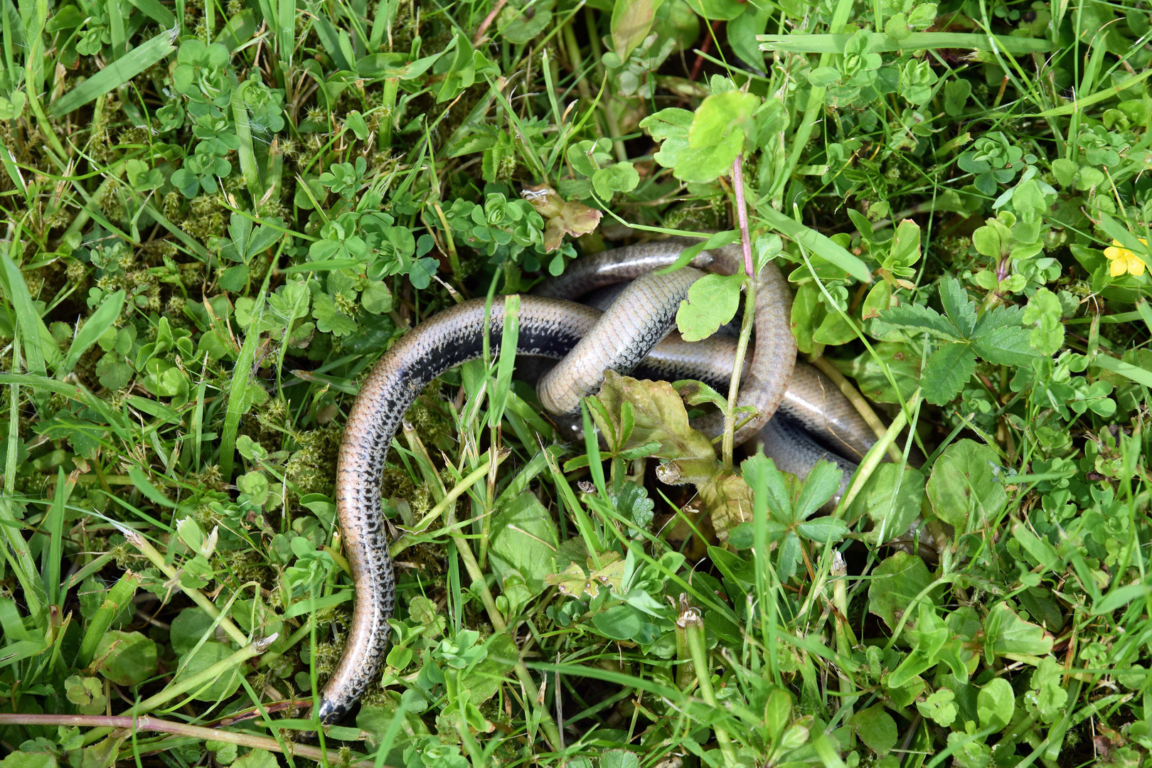 Blindschleichen Foto & Bild | natur, tiere, wildlife Bilder auf ...