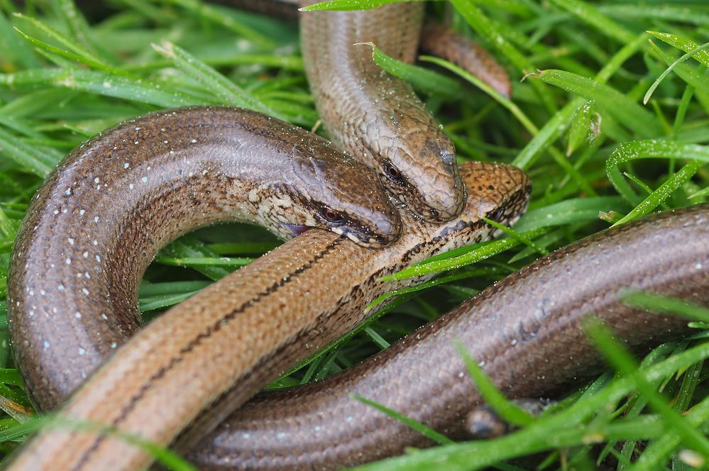 Blindschleichen - diesmal sinds drei! Foto & Bild | natur, tiere ...