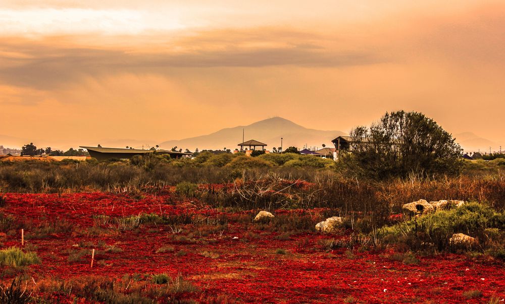 Bloody Ground Foto & Bild | flowers, nature, park Bilder auf fotocommunity