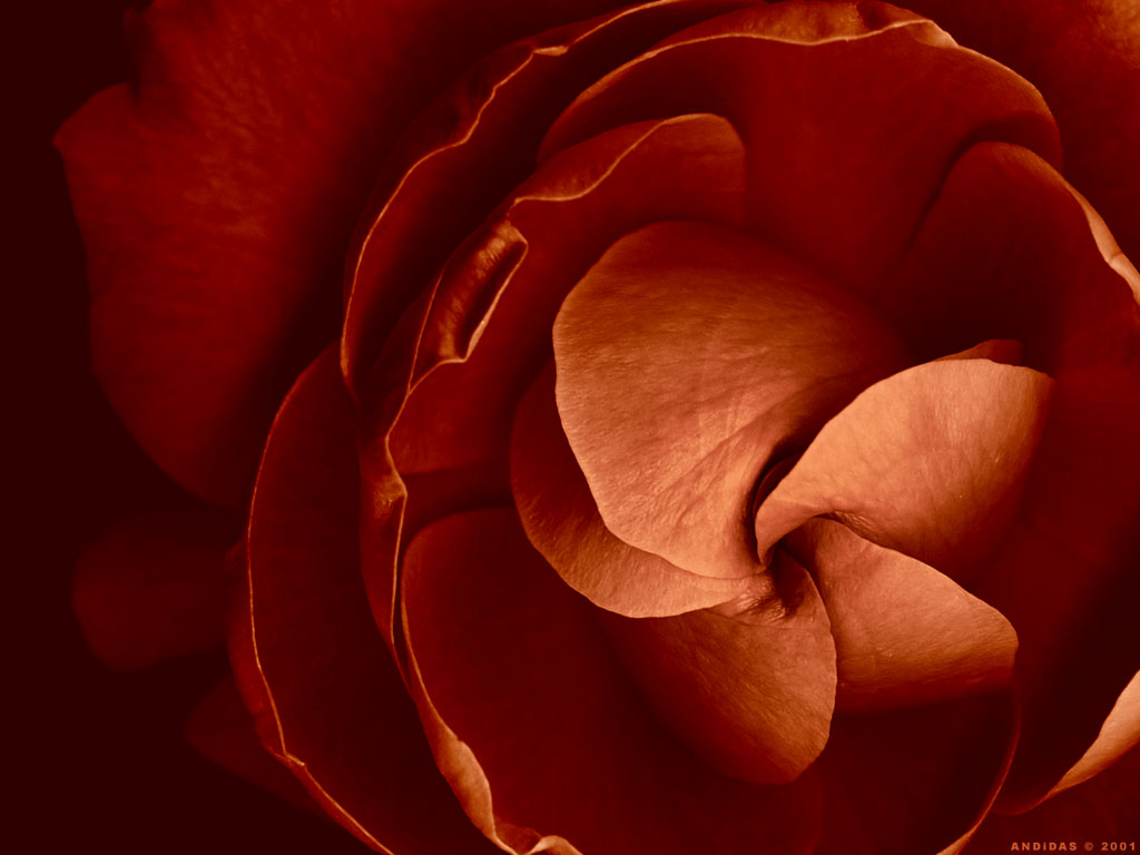 Blooming In The Dark Foto & Bild | nah- & makro, techniken, aufnahme-techniken Bilder auf ...