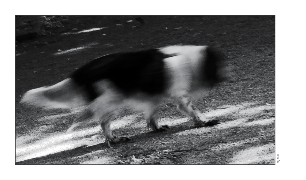 Bloß koa Hektik .. Foto & Bild | experimente, unschärfe, hunde Bilder ...