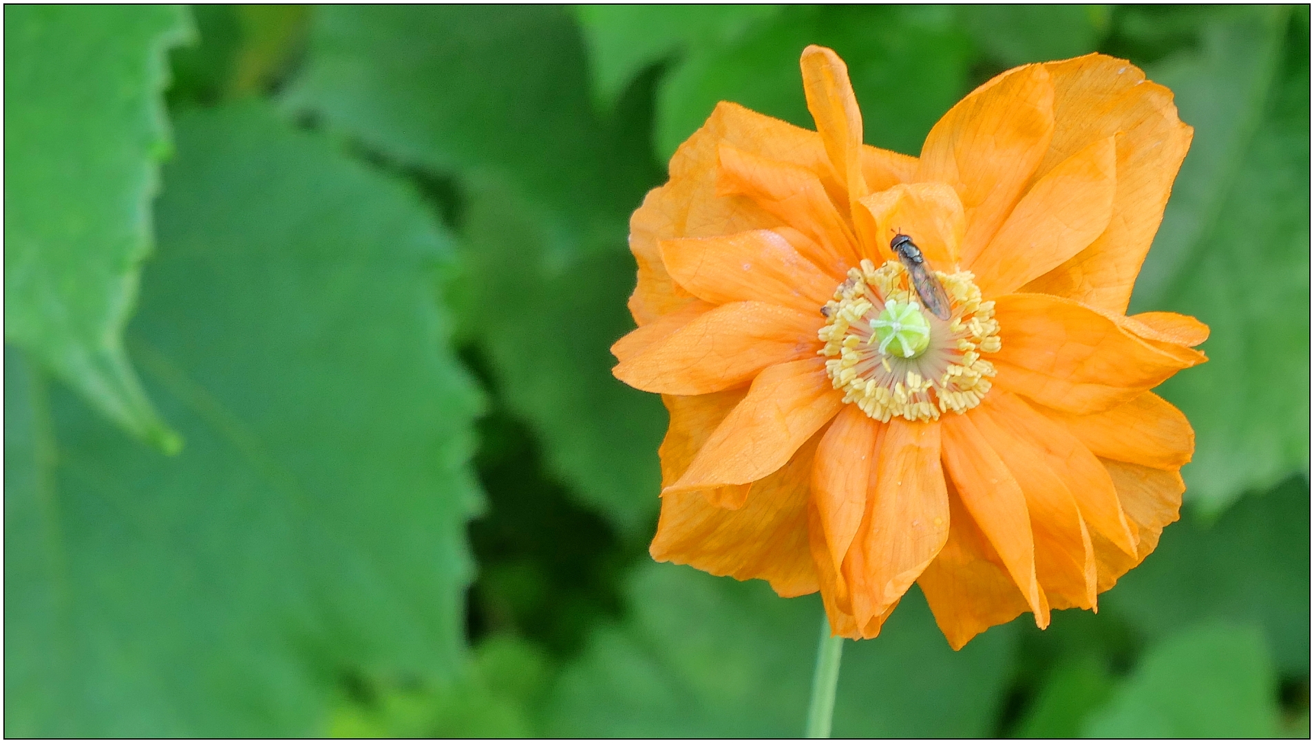 BLU 395 ... Foto & Bild | pflanzen, pilze & flechten, blüten ...