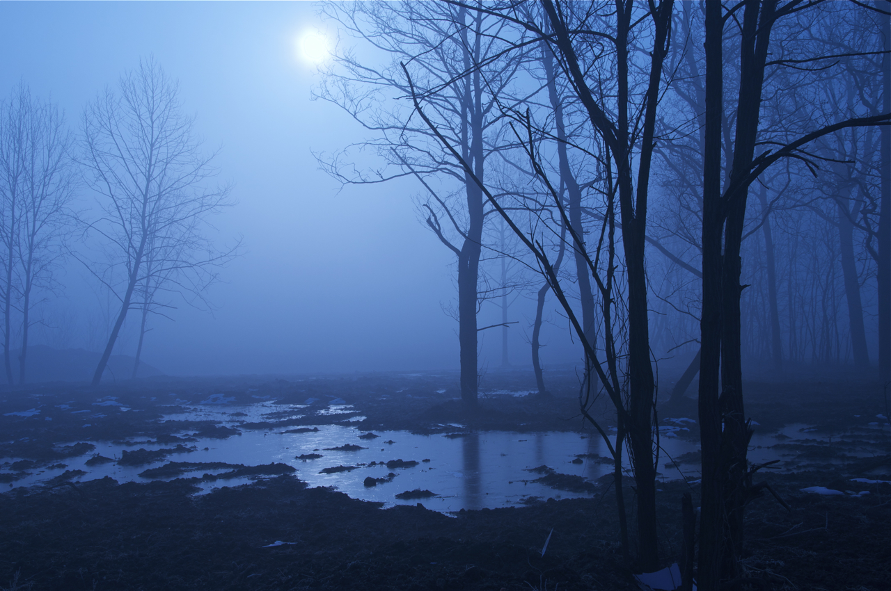 BLU NOTTE Foto % Immagini| paesaggi, boschi e foreste, natura Foto su ...