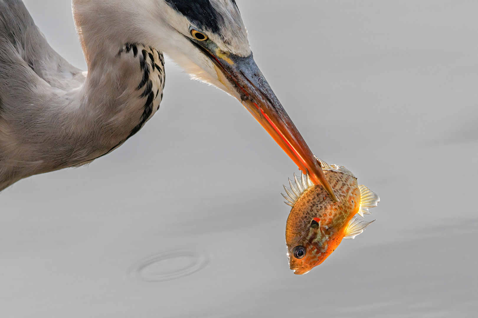 BLUB Foto & Bild | outdoor, natur, herbst Bilder auf fotocommunity