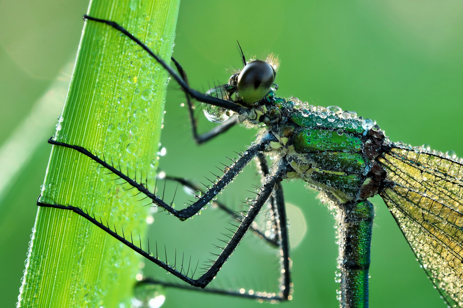Blub Foto & Bild | outdoor, makro, natur Bilder auf fotocommunity