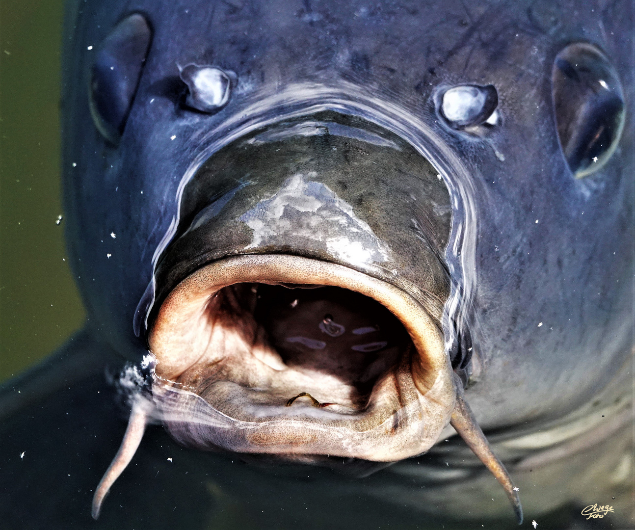 Blub, blub, schönes Wochenende! Blub, blub. Foto & Bild | wasser, berlin, natur Bilder auf ...