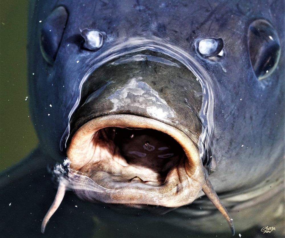 Blub, blub, schönes Wochenende! Blub, blub. Foto & Bild | wasser ...