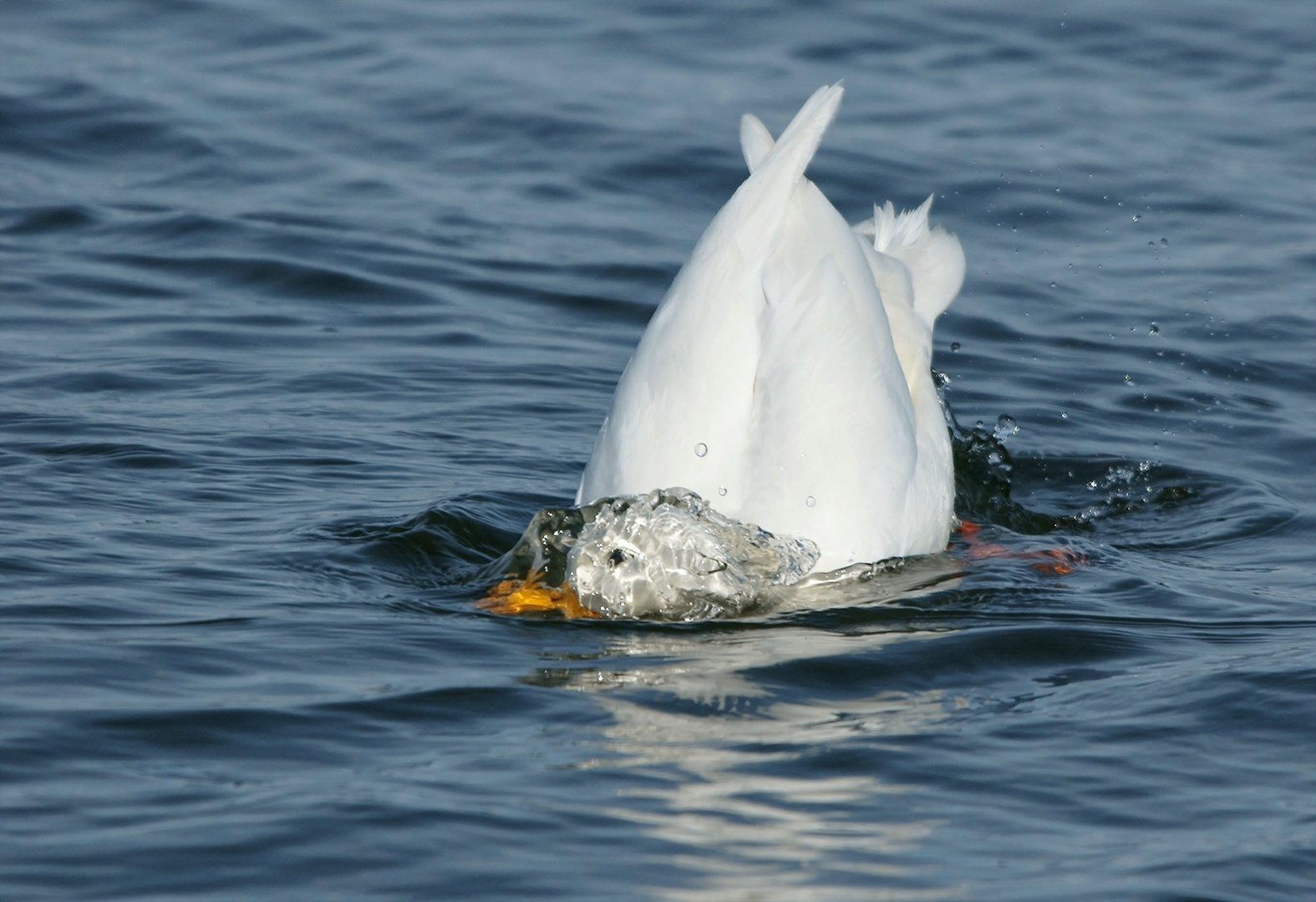 Blubb! Foto & Bild | tiere, wildlife, wild lebende vögel Bilder auf ...