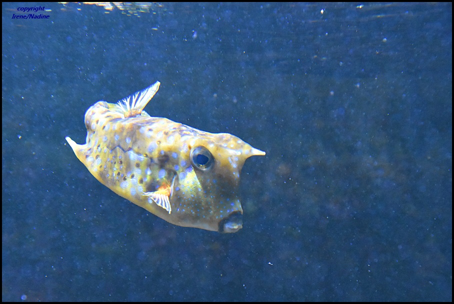 BLUBB *** Foto & Bild | wasser, natur, landschaft Bilder auf fotocommunity