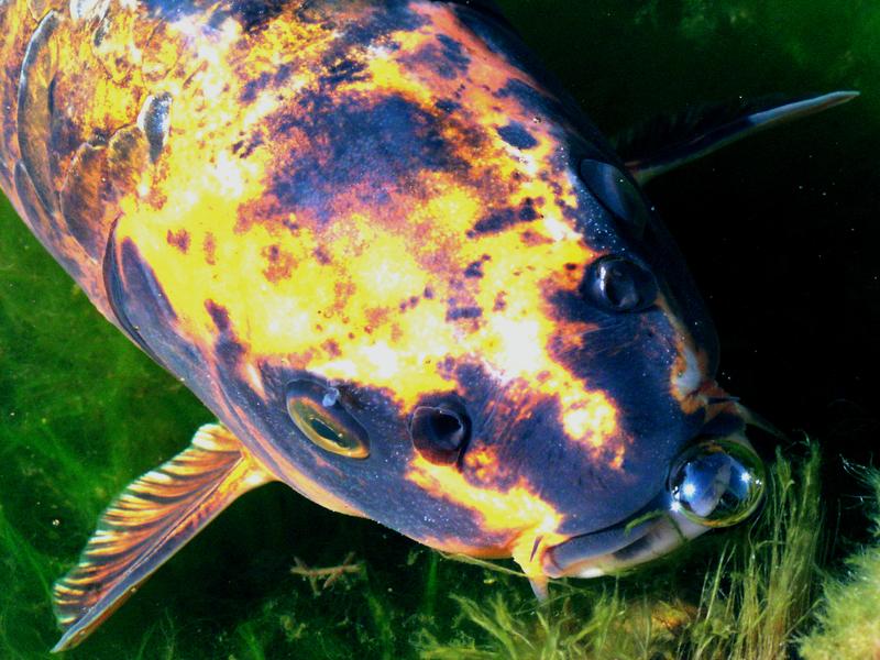 Blubb..." Foto & Bild | natur, nature, youth Bilder auf fotocommunity