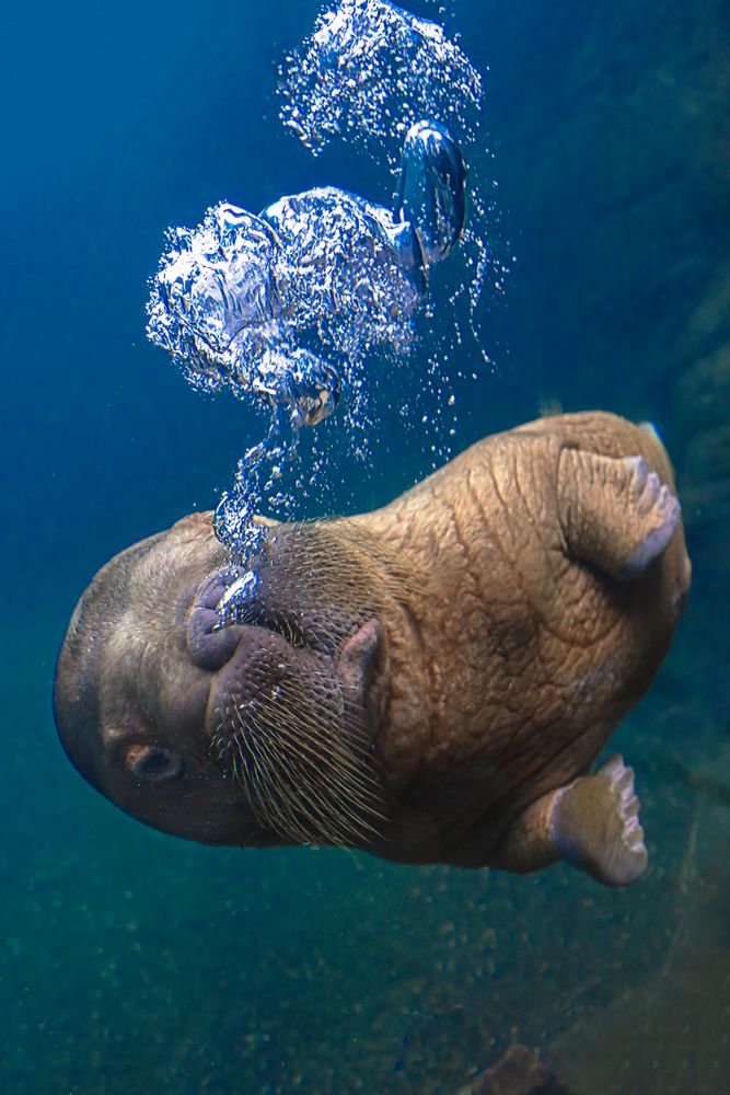 Blubb ... blubb Foto & Bild | tiere, zoo, wildpark & falknerei ...