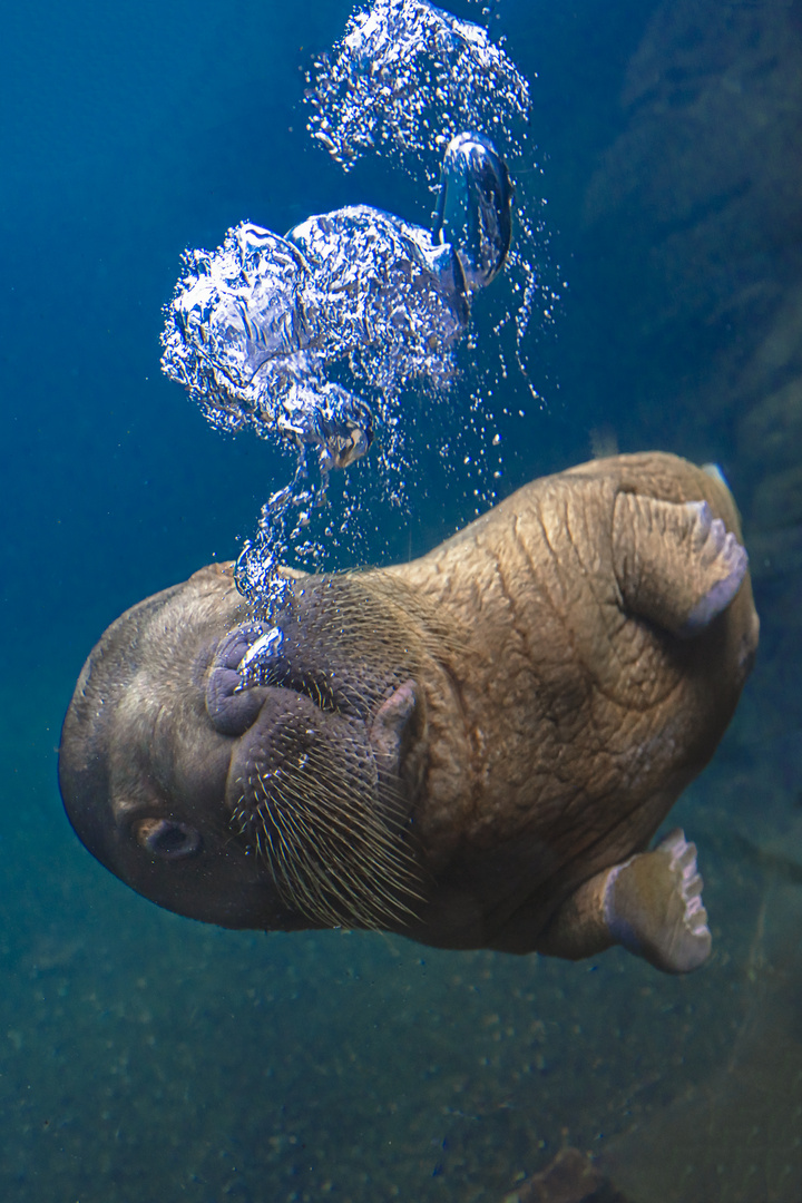 Blubb ... blubb Foto & Bild | tiere, zoo, wildpark & falknerei ...