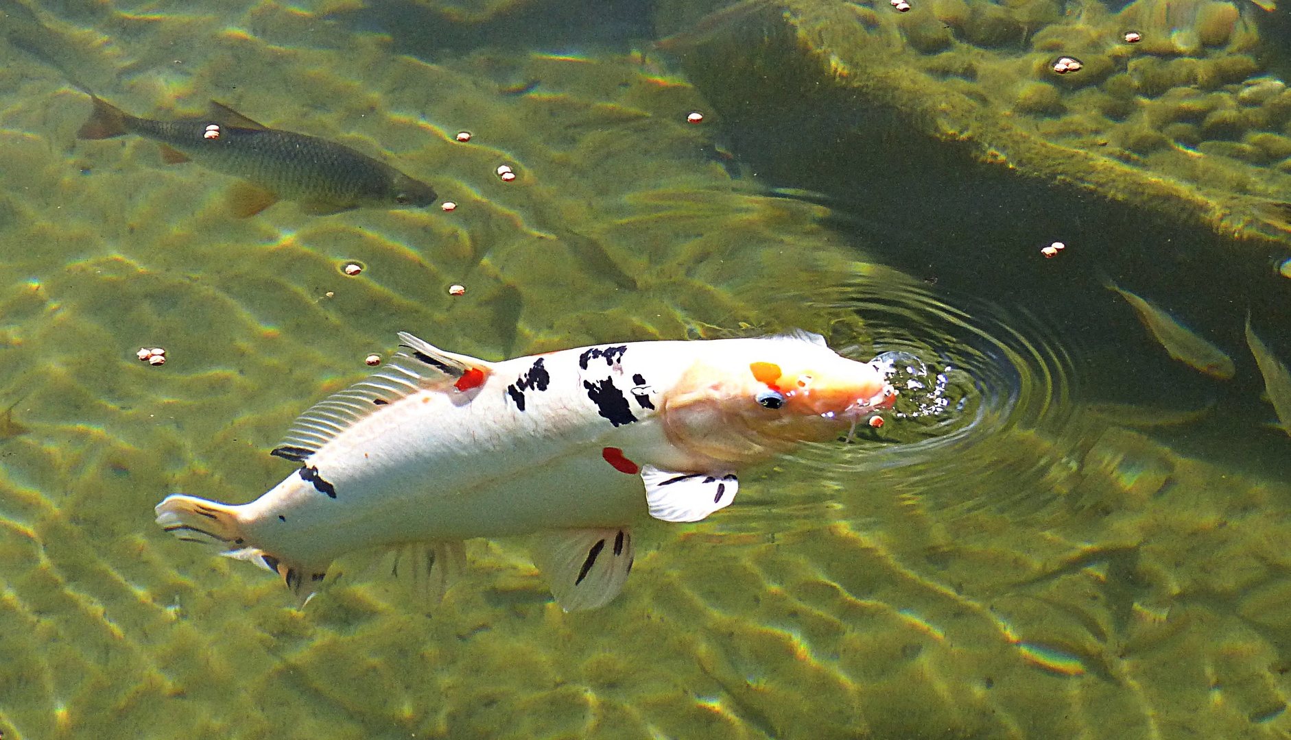 Blubb, blubb Foto & Bild | deutschland, europe, bayern Bilder auf ...