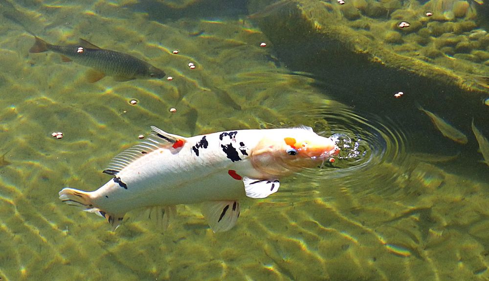 Blubb, blubb Foto & Bild | deutschland, europe, bayern Bilder auf ...