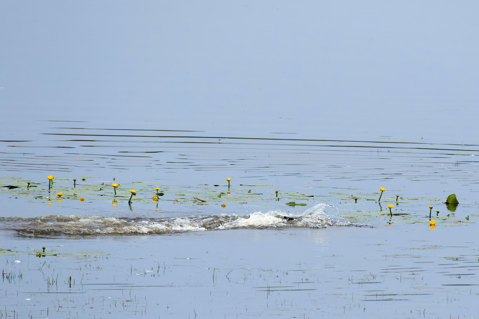 Blubb... tauchendes Hirschkalb Foto & Bild | wasser, natur, tiere ...