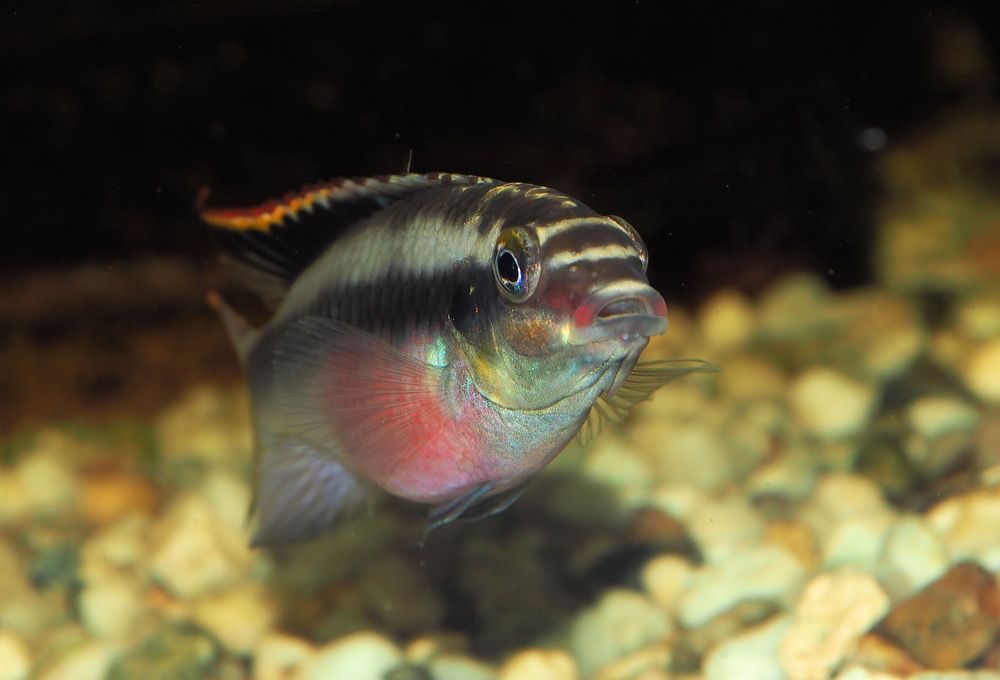 Blubbb Foto & Bild | natur, aquarium, fisch Bilder auf fotocommunity