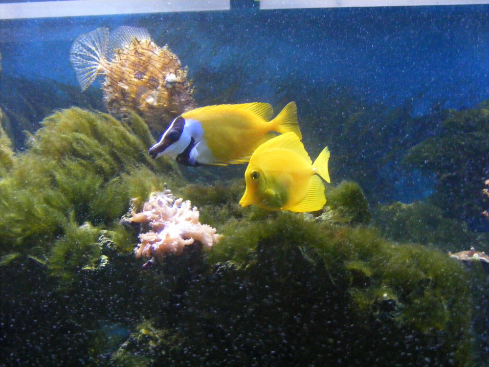 blubbblubb Foto & Bild | tiere, wildlife, fische Bilder auf fotocommunity