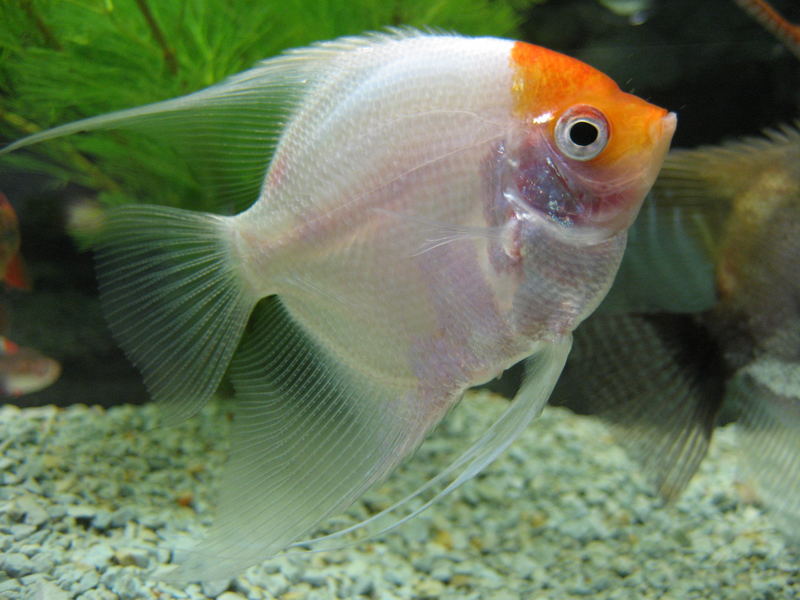 *Blubber-Fisch* Foto & Bild | natur, tiere, youth Bilder auf fotocommunity