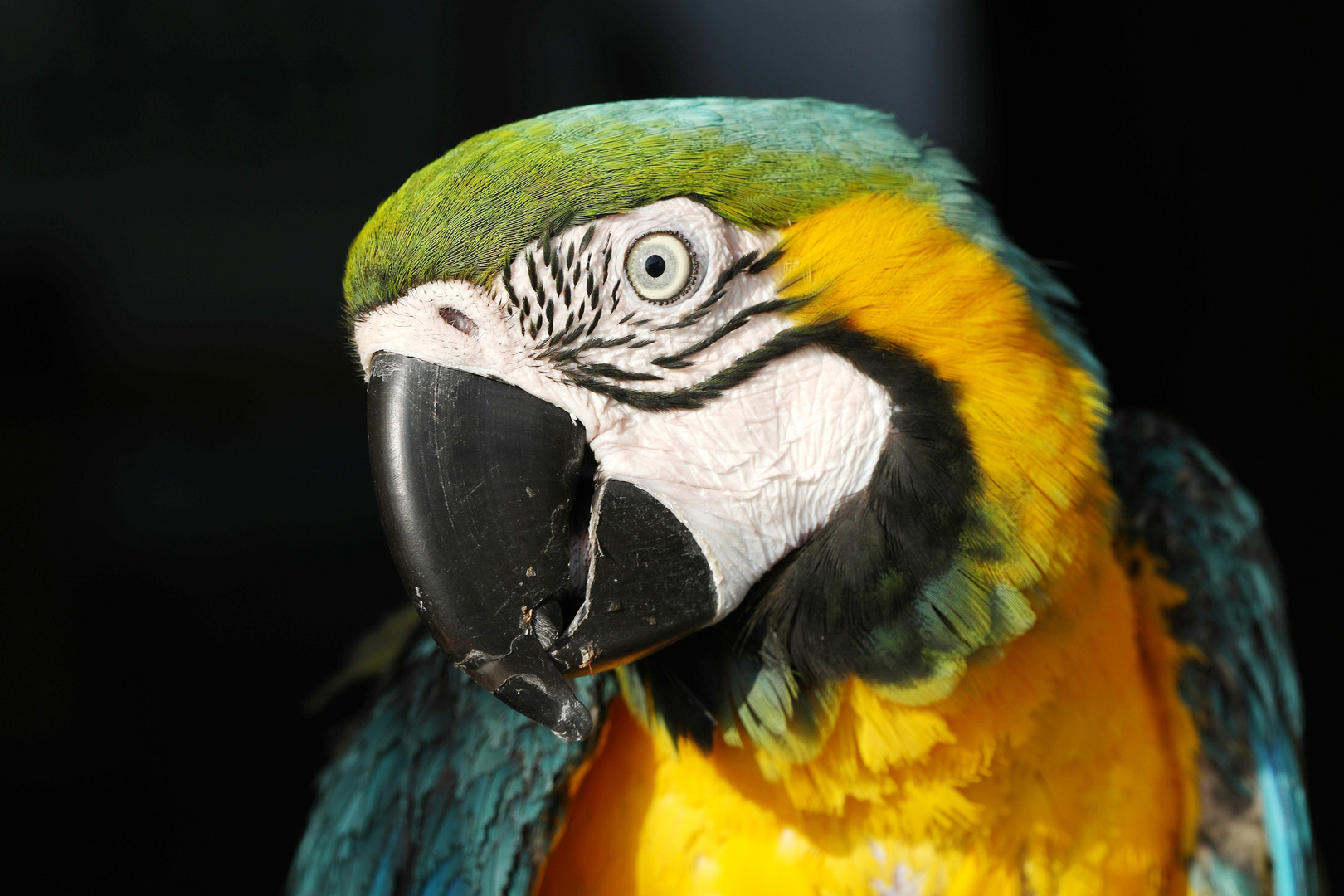 Blue-and-Yellow Macaw Portrait - Ara Ararauna Foto & Bild | reportage ...