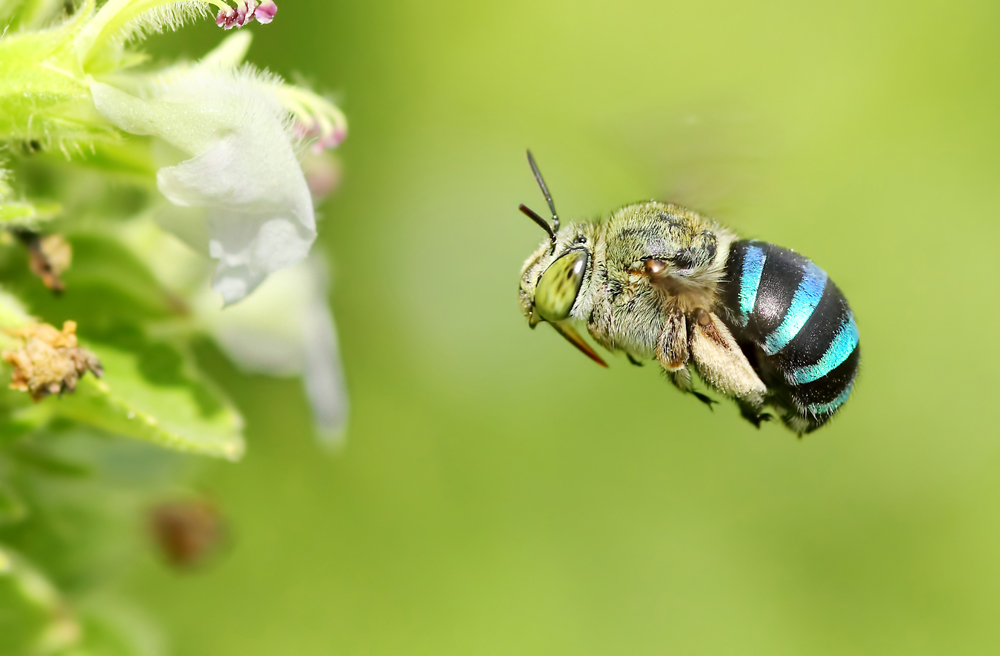 Blue Banded Bee Flight photo & image | animals, wildlife, insects ...
