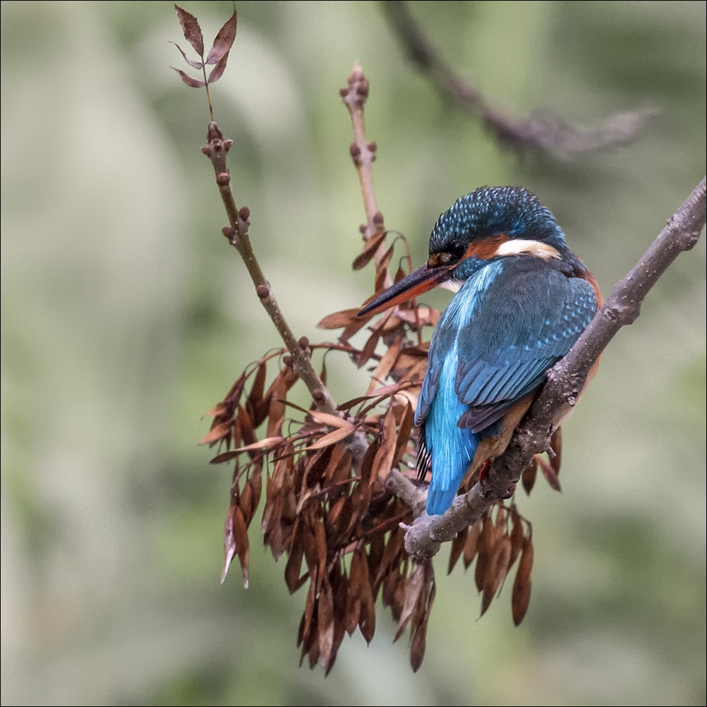 Blue Bird photo et image | nature, martin pécheur, ma rivière Images ...