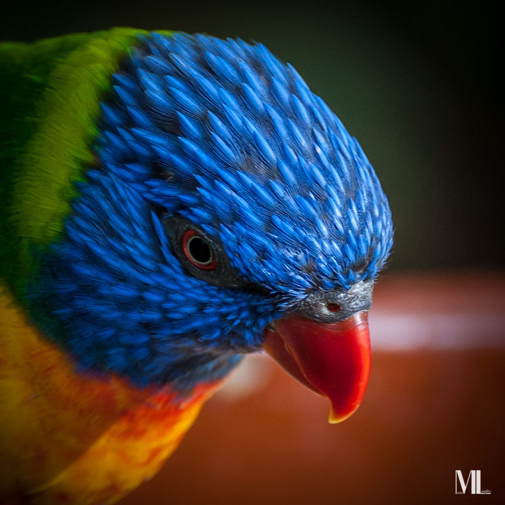 Blue bird group Foto & Bild | tiere, tierdetails, blau Bilder auf ...