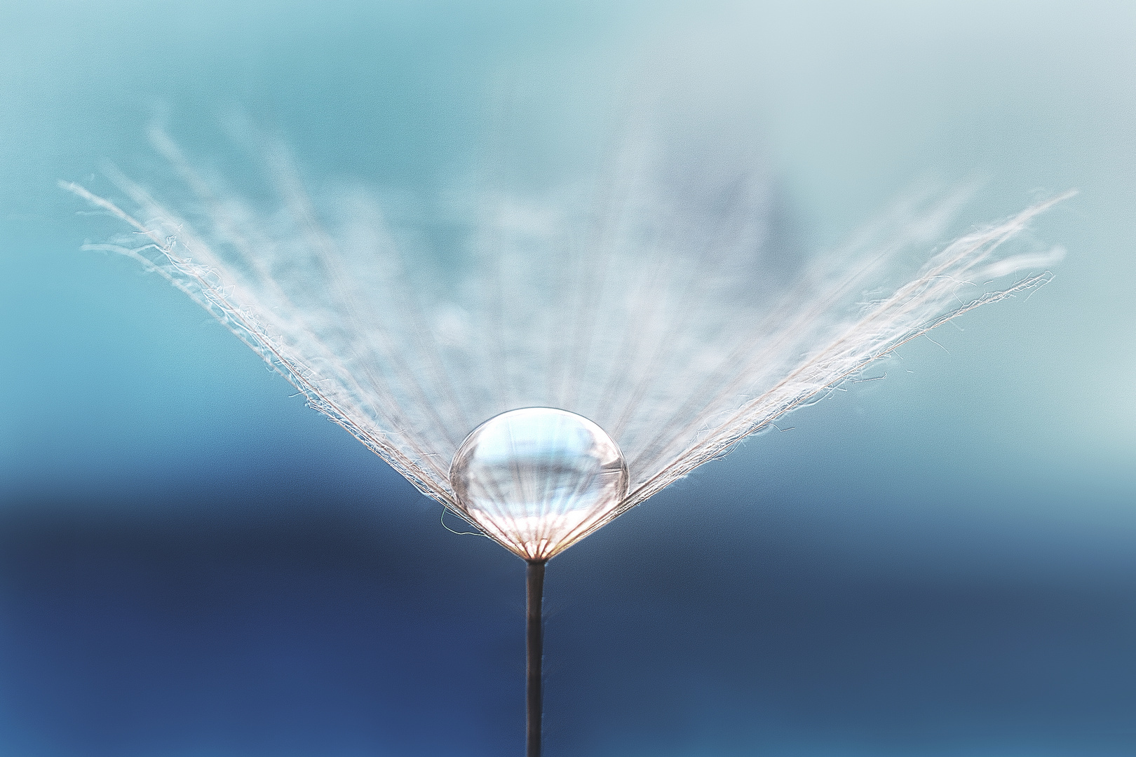 blue dandelion Foto & Bild | natur-makros, natur-kreativ ...