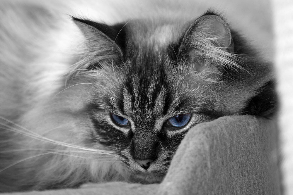 blue eyes Foto & Bild | tiere, haustiere, katzen Bilder auf fotocommunity